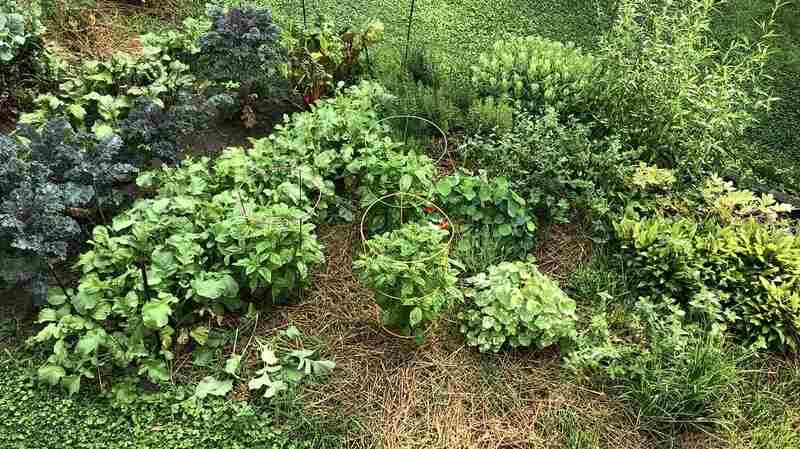 10 moduri pentru a îmbunătăți fertilitatea solului grădinii de acasă ...