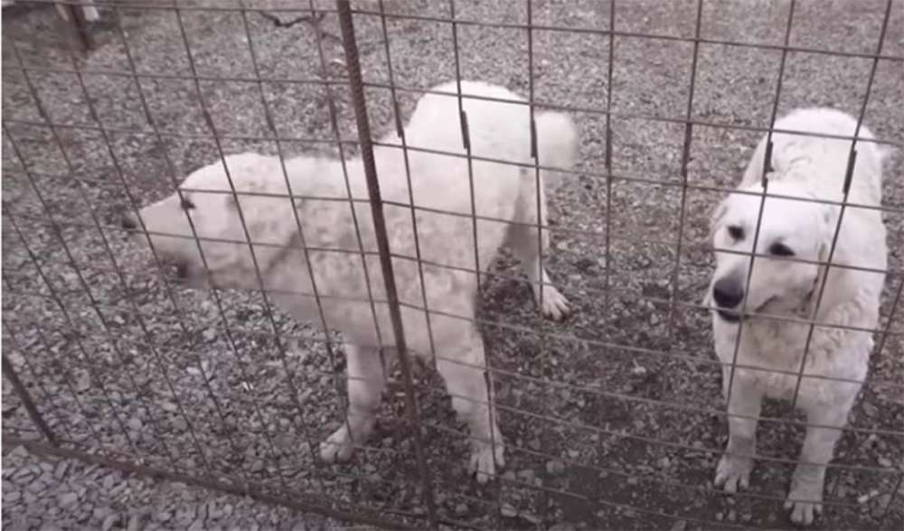 Sterilizare și microcipare gratuită a câinilor în această toamnă ...